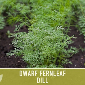 Dwarf Fernleaf Dill Heirloom Seeds - AAS Winner, Pickling Spice ...