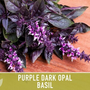 Dark Purple Opal Basil Heirloom Seeds Culinary Herb - Etsy