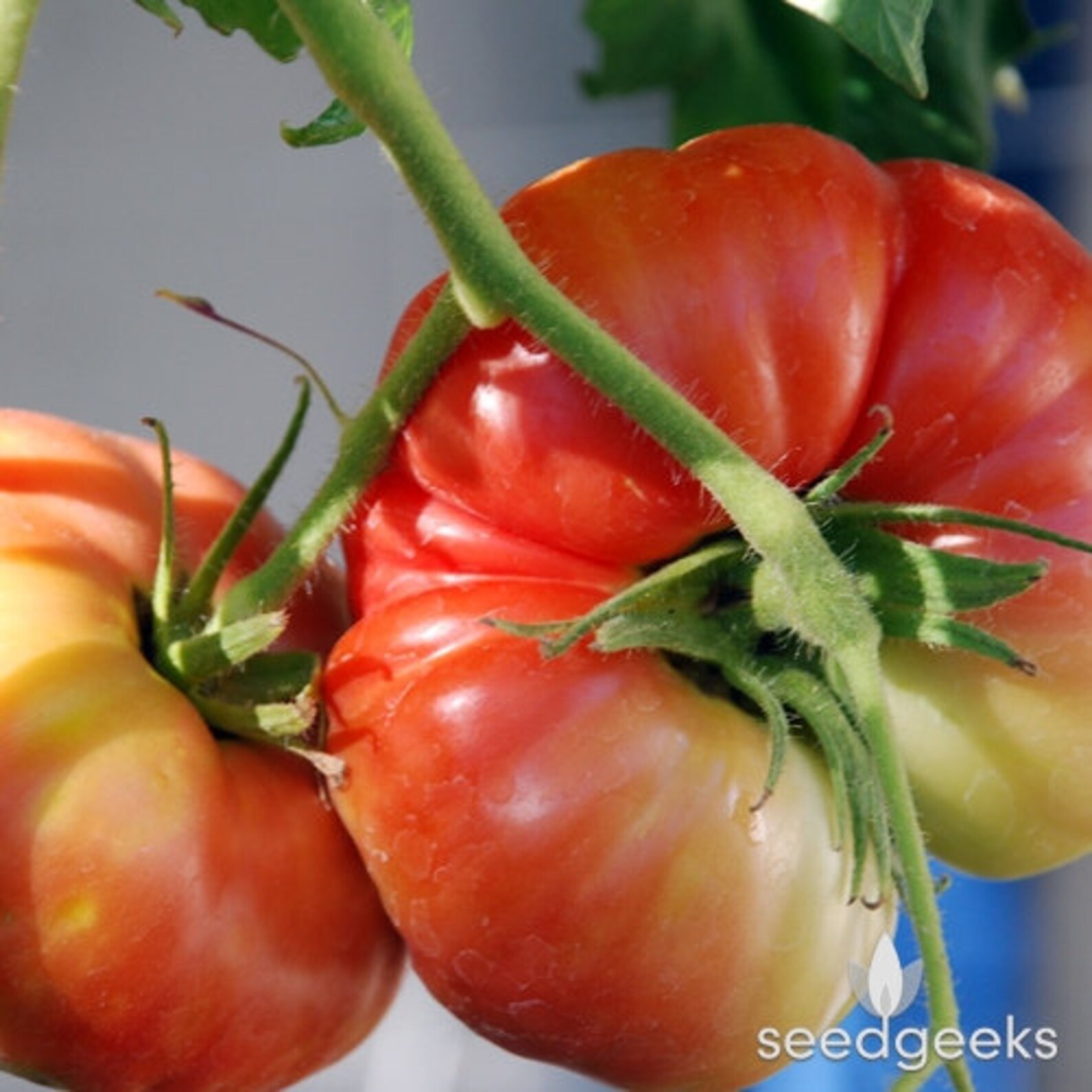 Brandywine Red Tomato Heirloom Seeds - Etsy