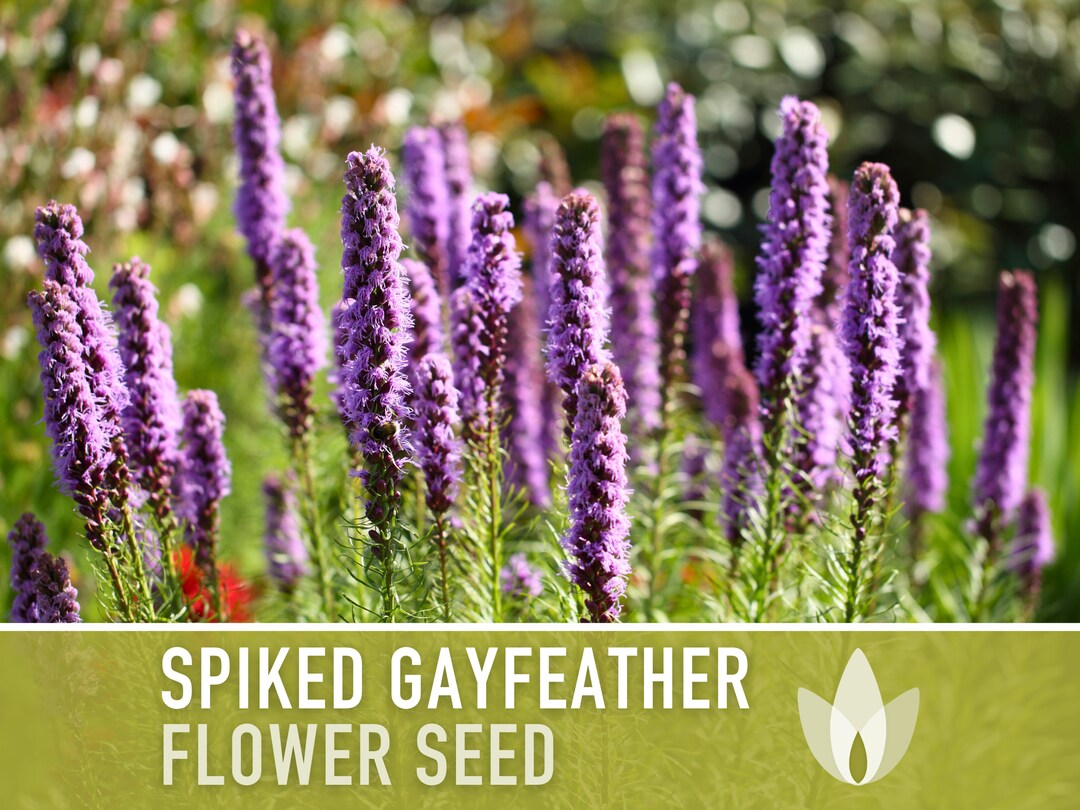 Spiked Gayfeather Flower Seeds - Heirloom Seeds, Medicinal Plant ...
