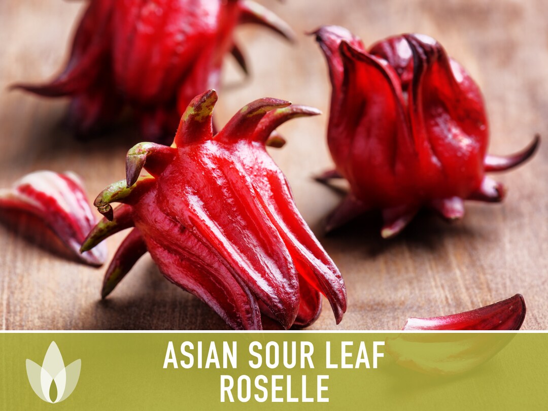 Asian Sour Leaf Roselle Seeds Red Hibiscus Heirloom Seeds - Etsy