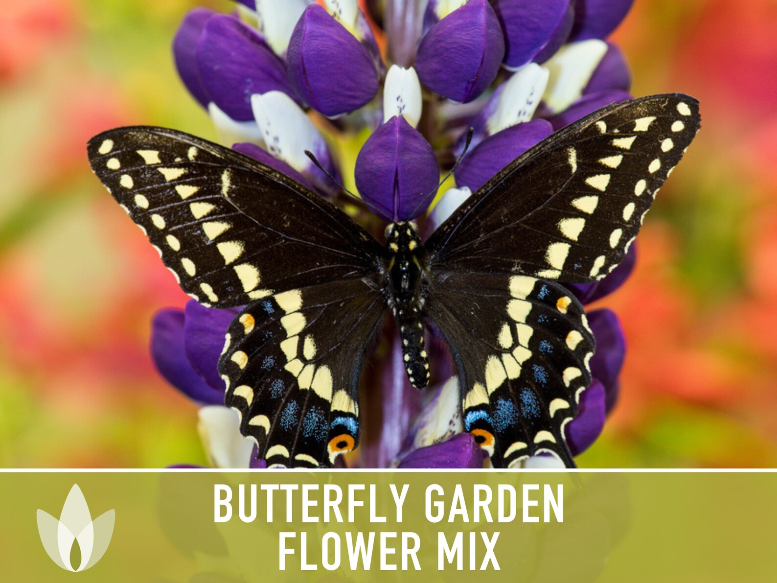 Butterfly Garden Flower Seeds Mix Heirloom Seeds Flower - Etsy