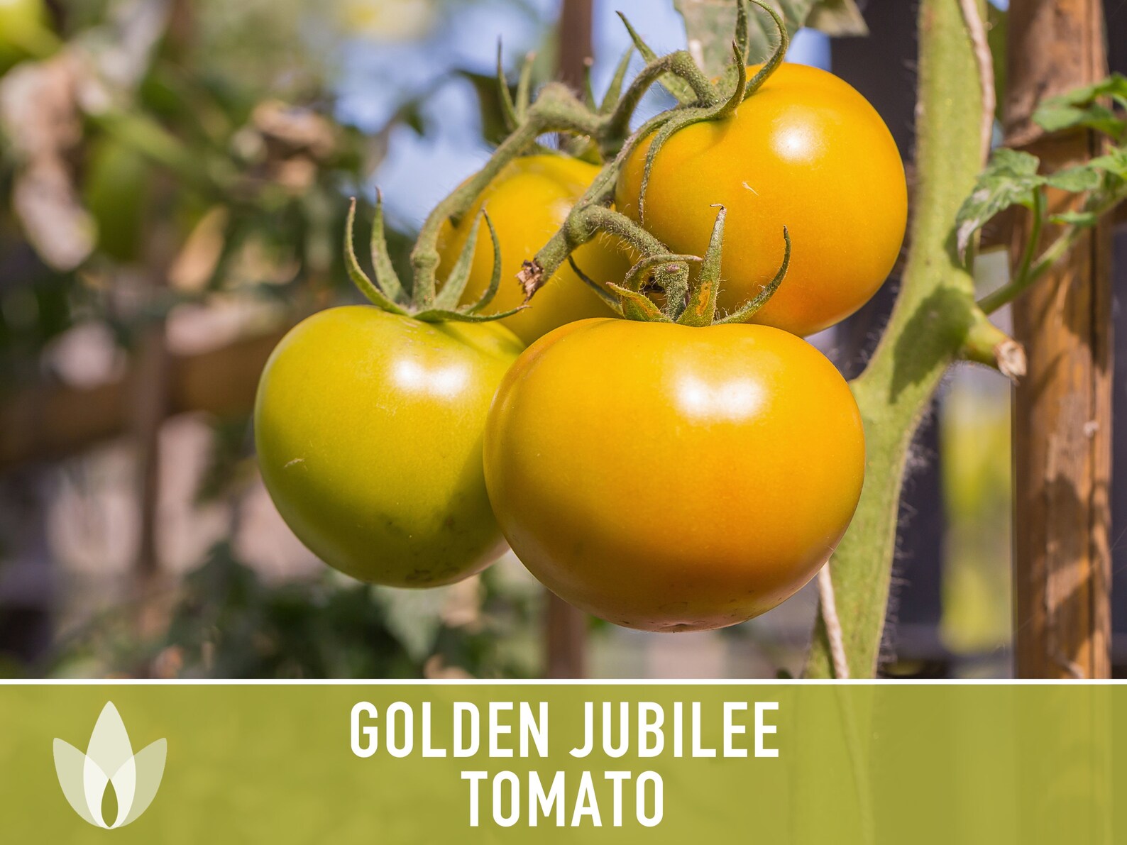 Golden Jubilee Tomato Heirloom Seeds Salsa Garden Tomato - Etsy