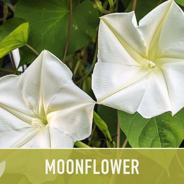 Moonflower - Etsy