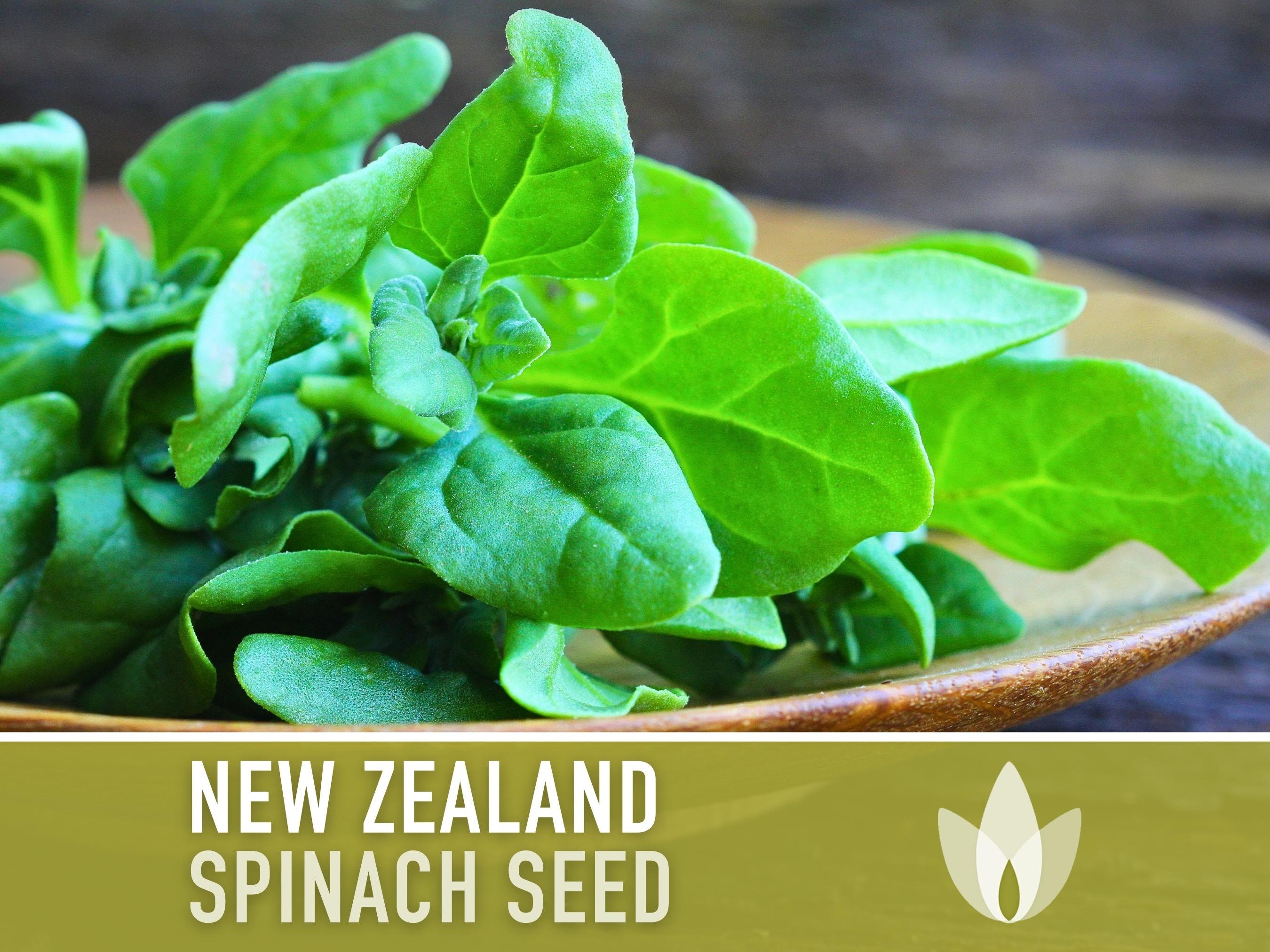 Spinach New Zealand Spinach Daraeats