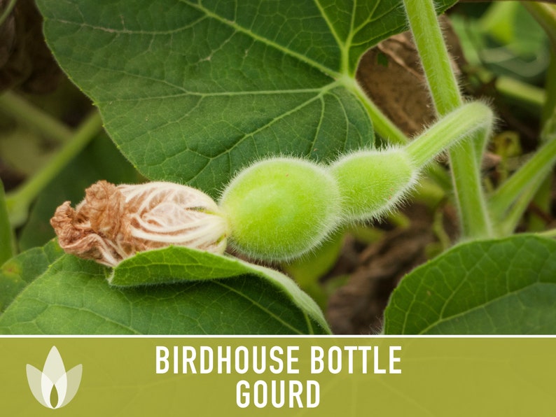 Birdhouse Bottle Gourd Seeds Heirloom Seeds Vining Squash - Etsy