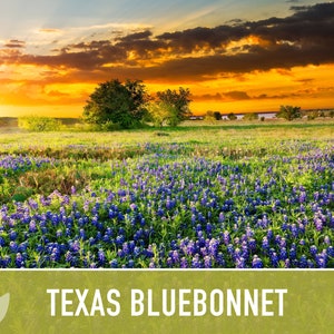 Texas Bluebonnet Flower Seeds - Heirloom Seeds, Texas State Flower ...