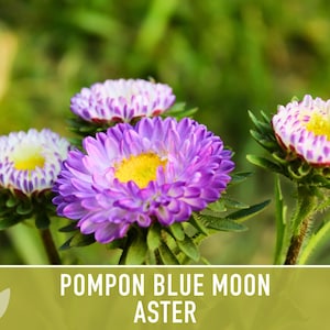 Aster, Pompon Blue Moon Flower Seeds - Heirloom Seeds, China Aster ...