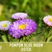 Aster, Pompon Blue Moon Flower Seeds - Heirloom Seeds, China Aster ...