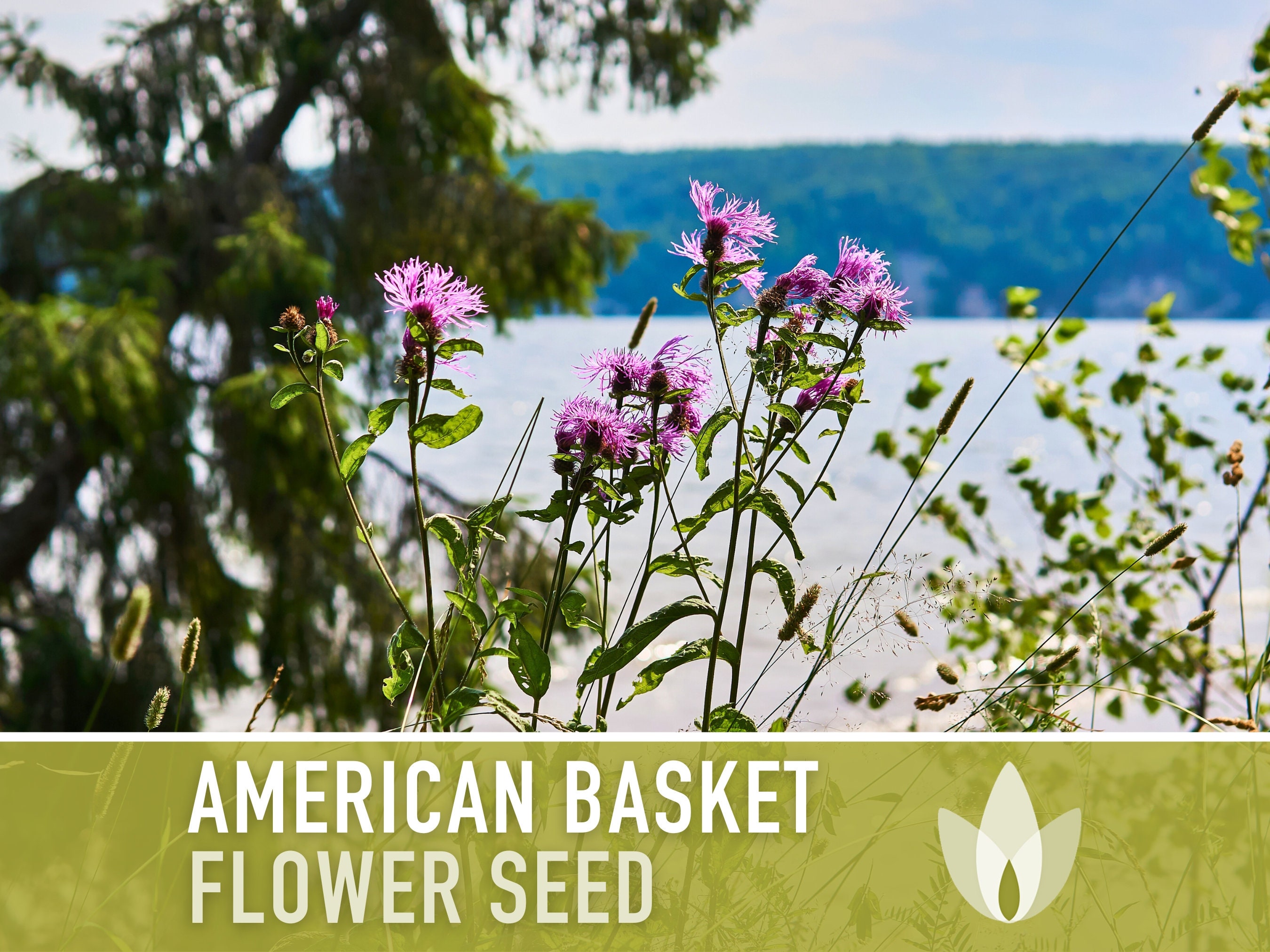 American Basket Flower Seeds – Heirloom Centaurea Americana, Native ...