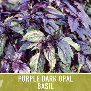 Dark Purple Opal Basil Heirloom Seeds Culinary Herb - Etsy