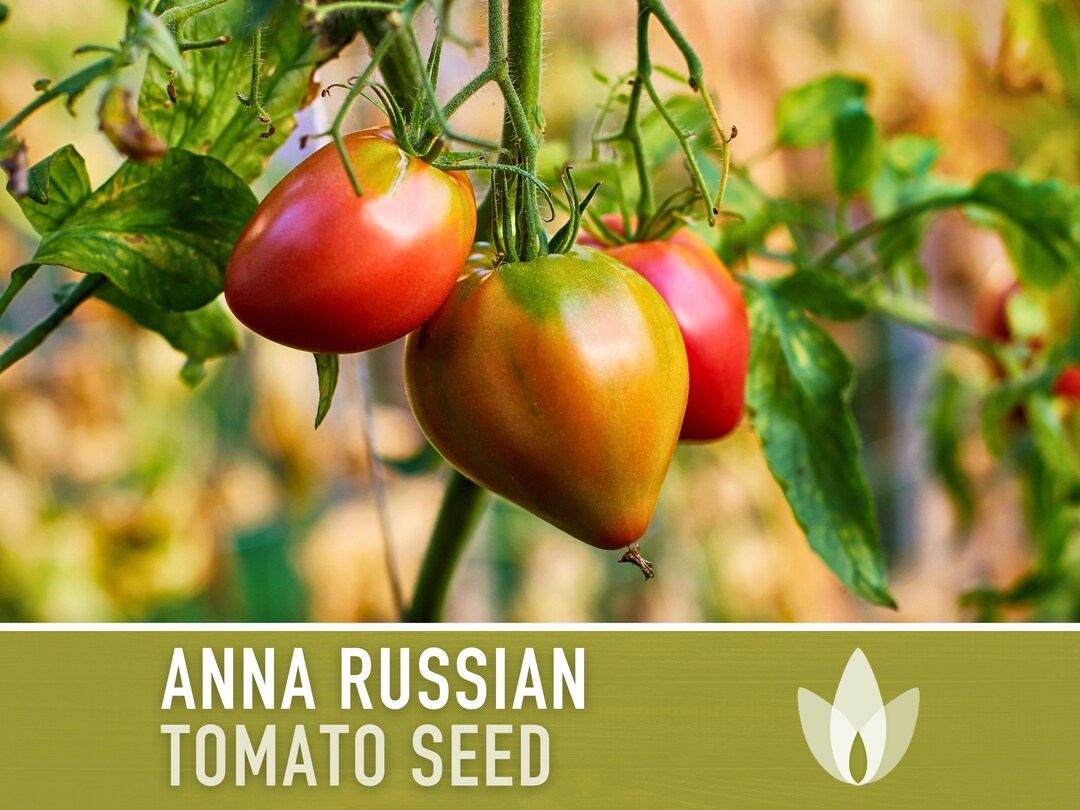 Anna Russian Tomato - 30 Seeds - Heirloom Seeds, Oxheart Tomato, Paste ...