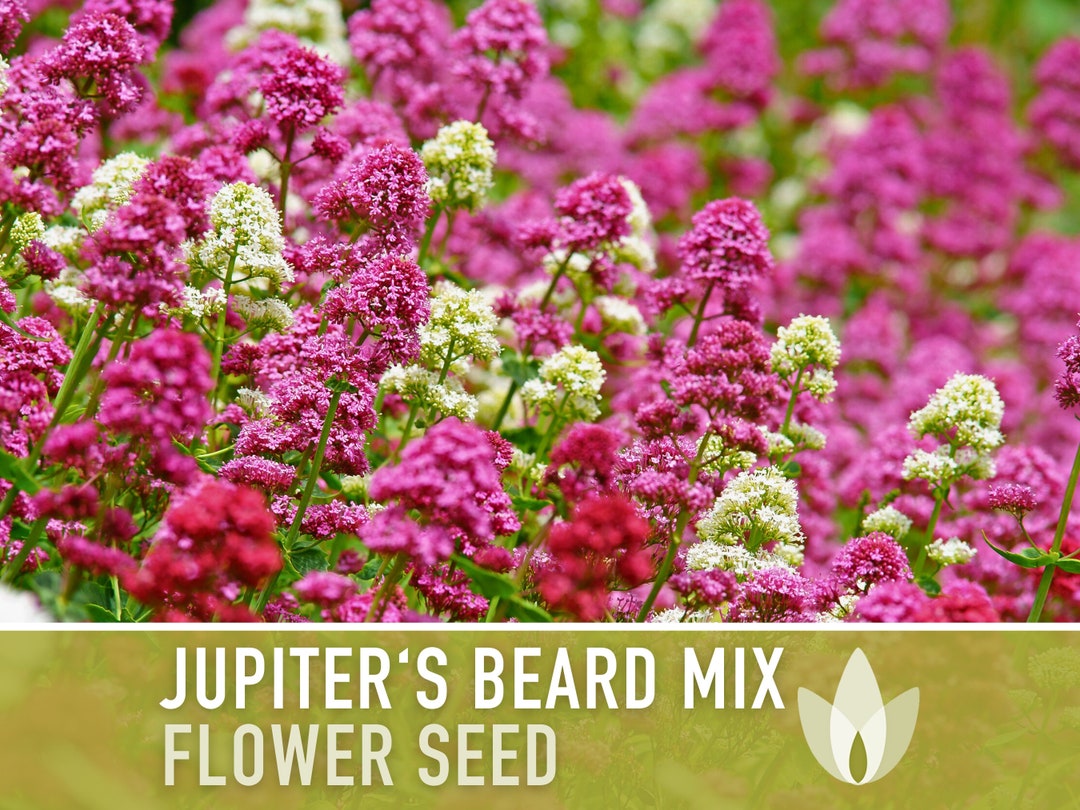 Jupiter's Beard Flower Seeds - Heirloom Seeds, Red & White Blooms, Red ...
