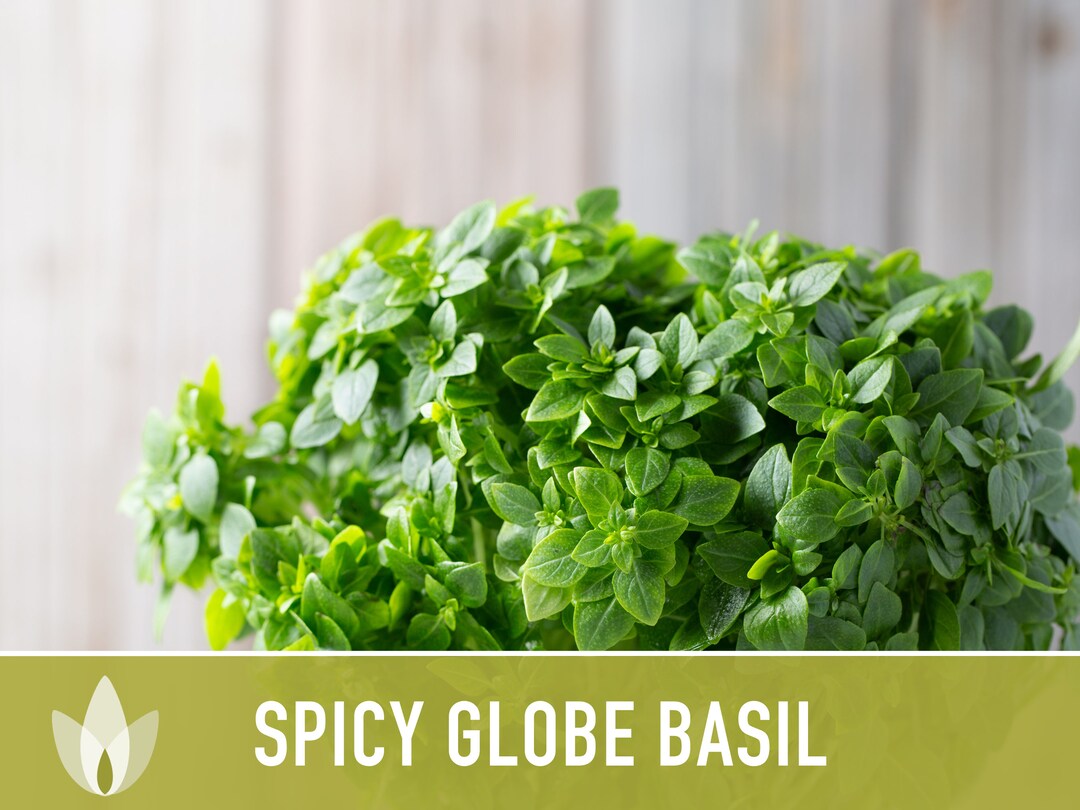 Spicy Globe Basil Seeds Dwarf Basil Greek Basil Heirloom - Etsy
