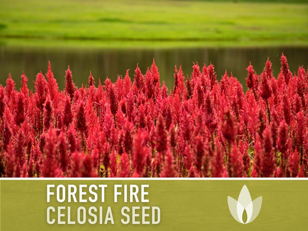 Celosia Forest Fire Seeds, Red Plumes, Easy Grow, 50 Heirloom Seeds - Etsy