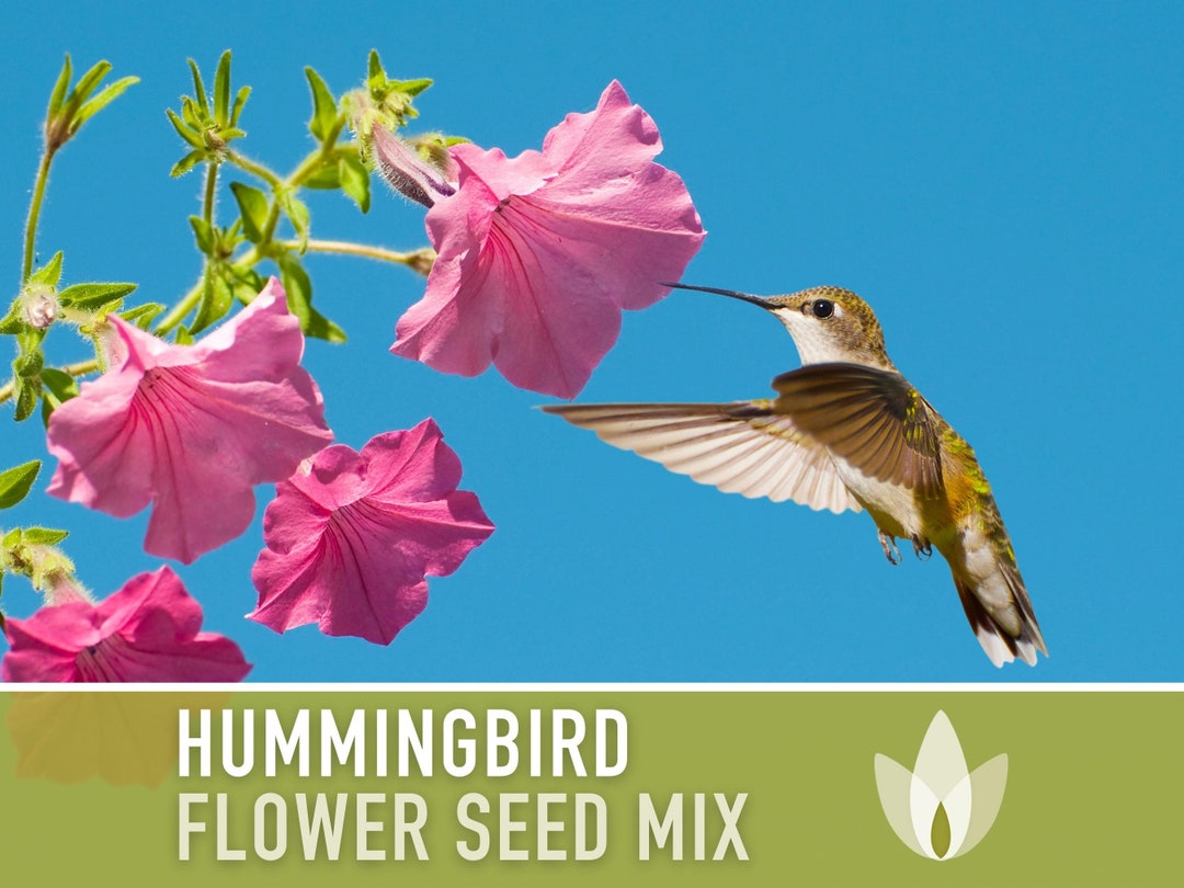 Hummingbird Garden Flower Mix Flower Seeds, Heirloom, Native, Flower ...