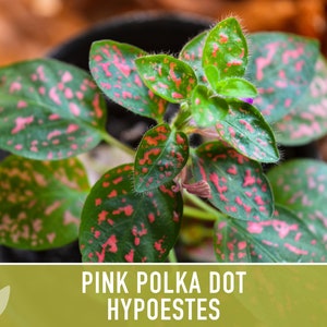Pink Polka Dot Plant Seeds | 50+ Seeds, Heirloom, Houseplant, Shade ...