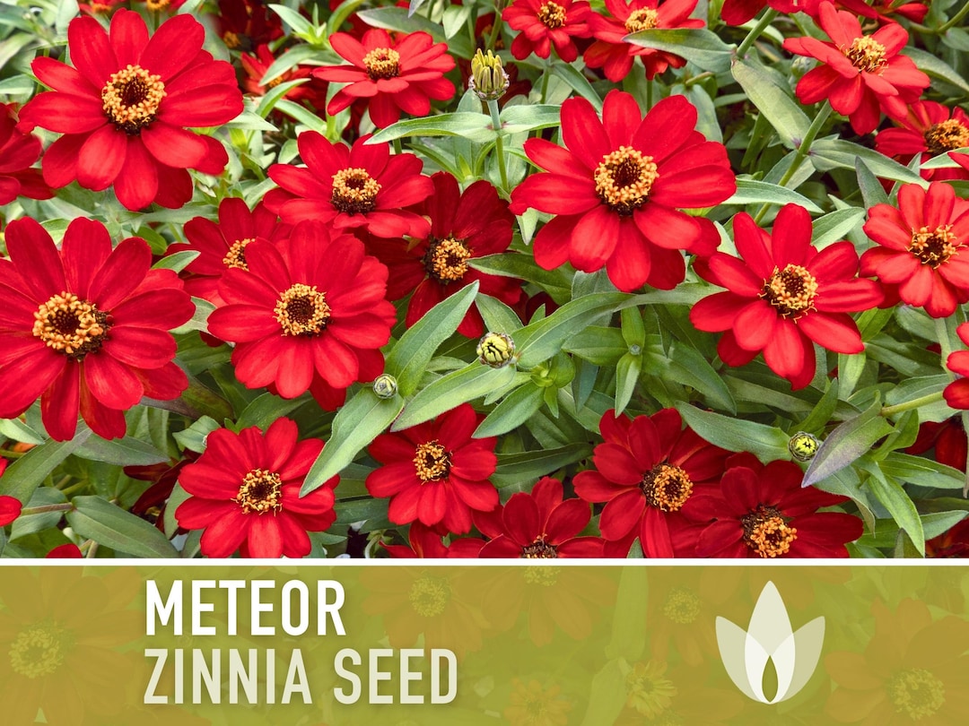 Zinnia, Meteor Heirloom Seeds, Flower Seeds, Red Flower, Butterfly ...