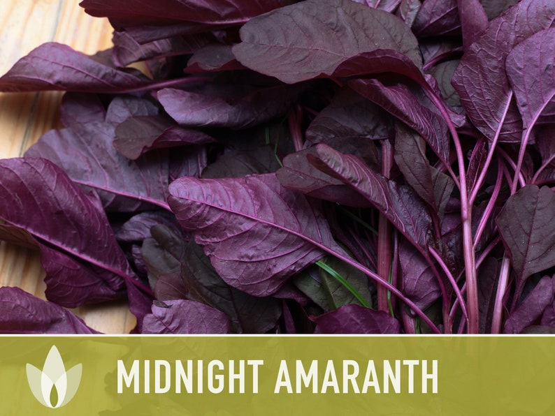 Midnight Red Amaranth Seeds Heirloom Seeds Salad Greens - Etsy