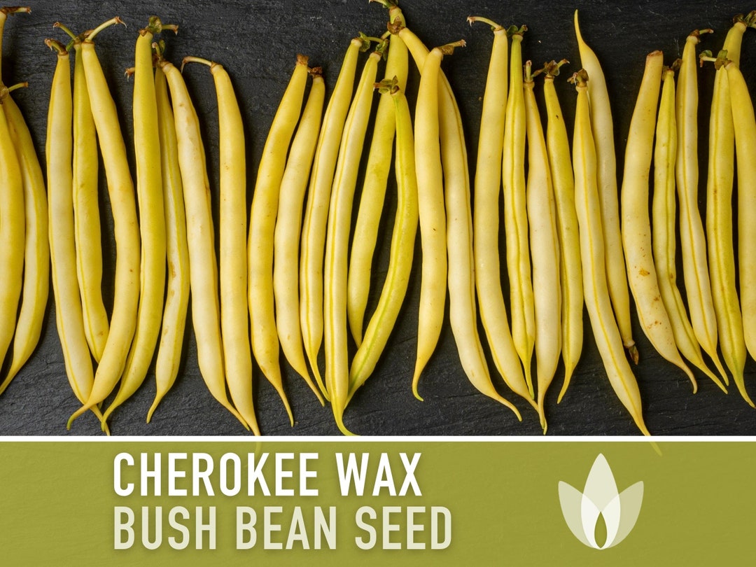 Cherokee Wax Bush Bean Heirloom Seeds - Etsy