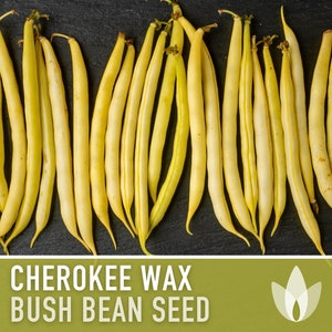 Cherokee Wax Bush Bean Heirloom Seeds - Etsy