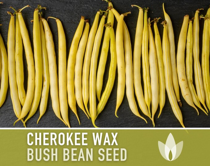 Cherokee Wax Bush Bean Seeds, Heirloom, NON GMO, Country Creek Acres - Etsy
