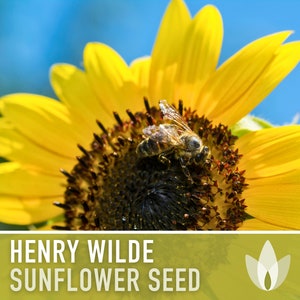 Henry Wilde Sunflower Seeds – Heirloom, Open Pollinated, Non-gmo - Etsy