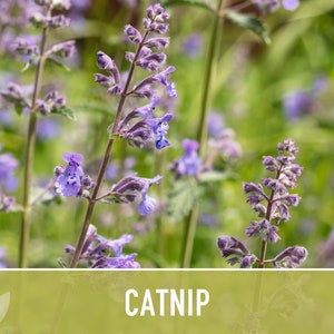 Catnip Herb Heirloom Seeds - Non GMO, Cat Grass, Open Pollinated, Pet ...