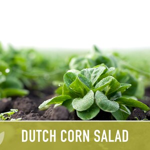 Corn Salad, Dutch, Mache Heirloom Seeds - Fresh Salad, Hardy Annual ...