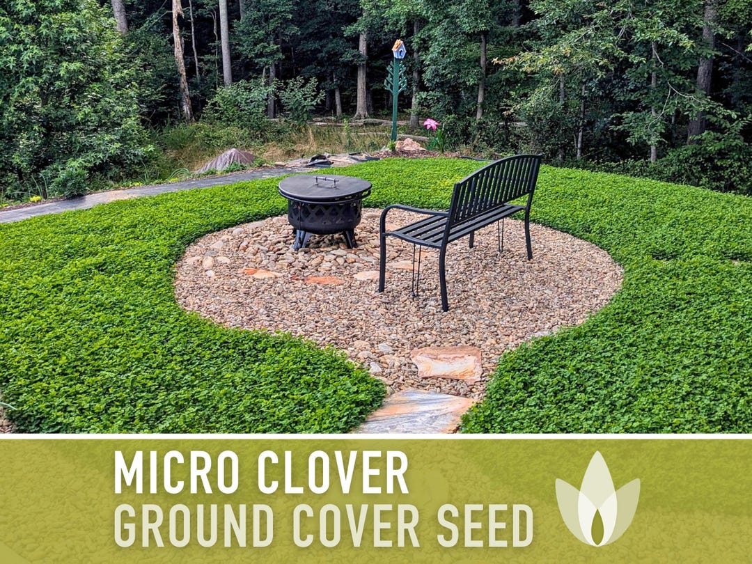 Bulk Micro Clover (mini) Ground Cover Seeds - 10,000+ White Clover ...