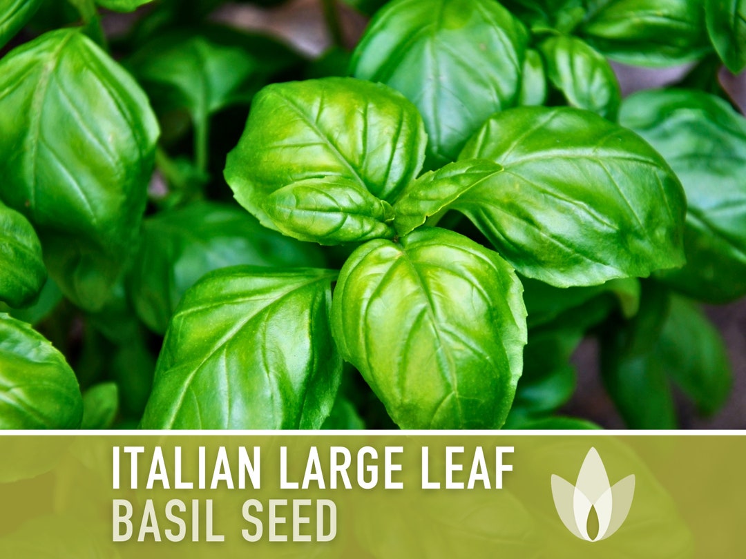 Italian Large Leaf Basil Herb Heirloom Seeds - Etsy
