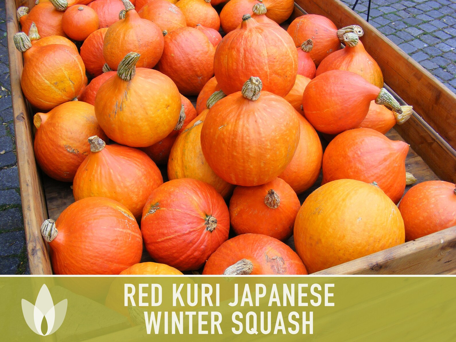 Red Kuri Japanese Winter Squash Heirloom Seeds - Teardrop, Striped ...