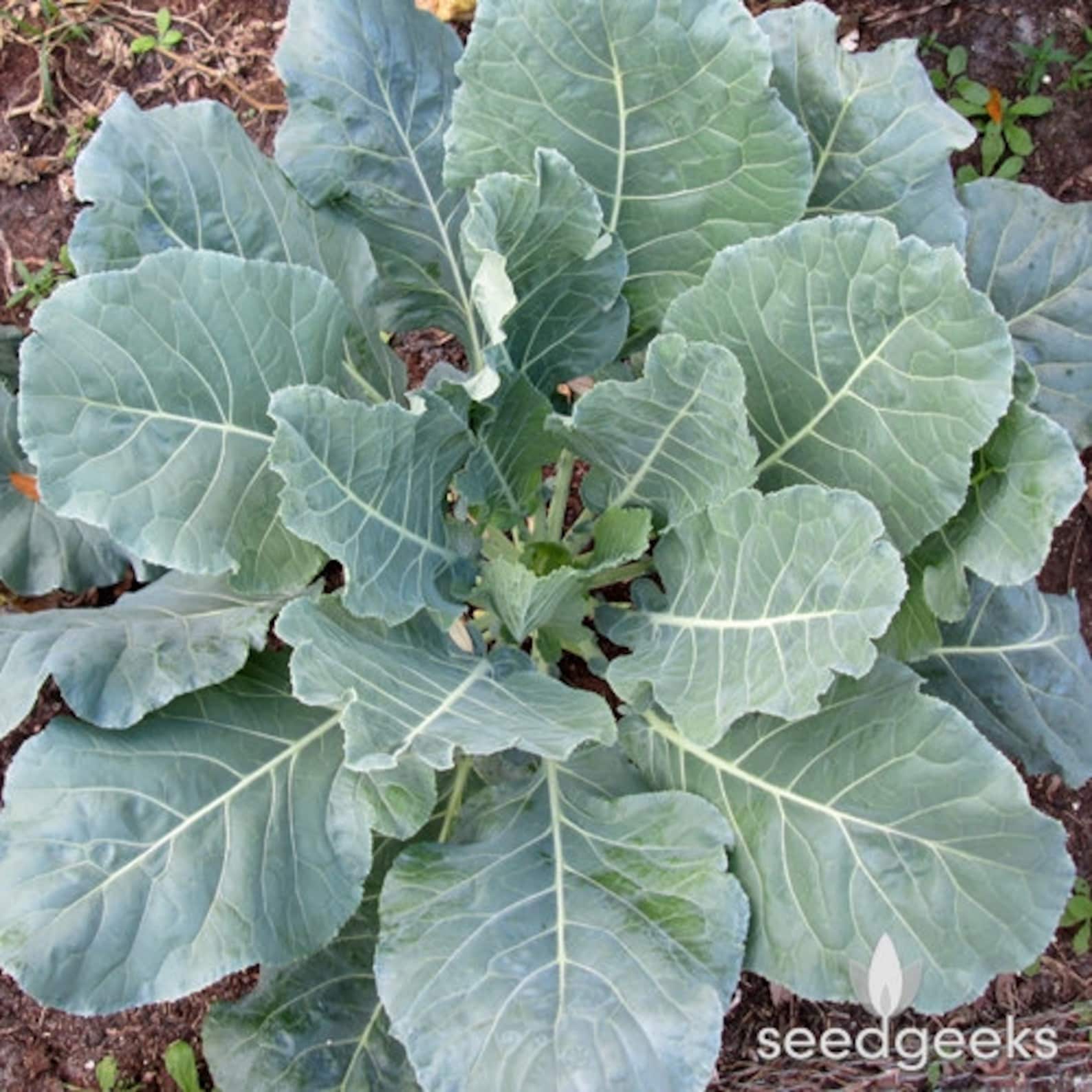 Georgia Southern Collards Heirloom Seeds - Etsy