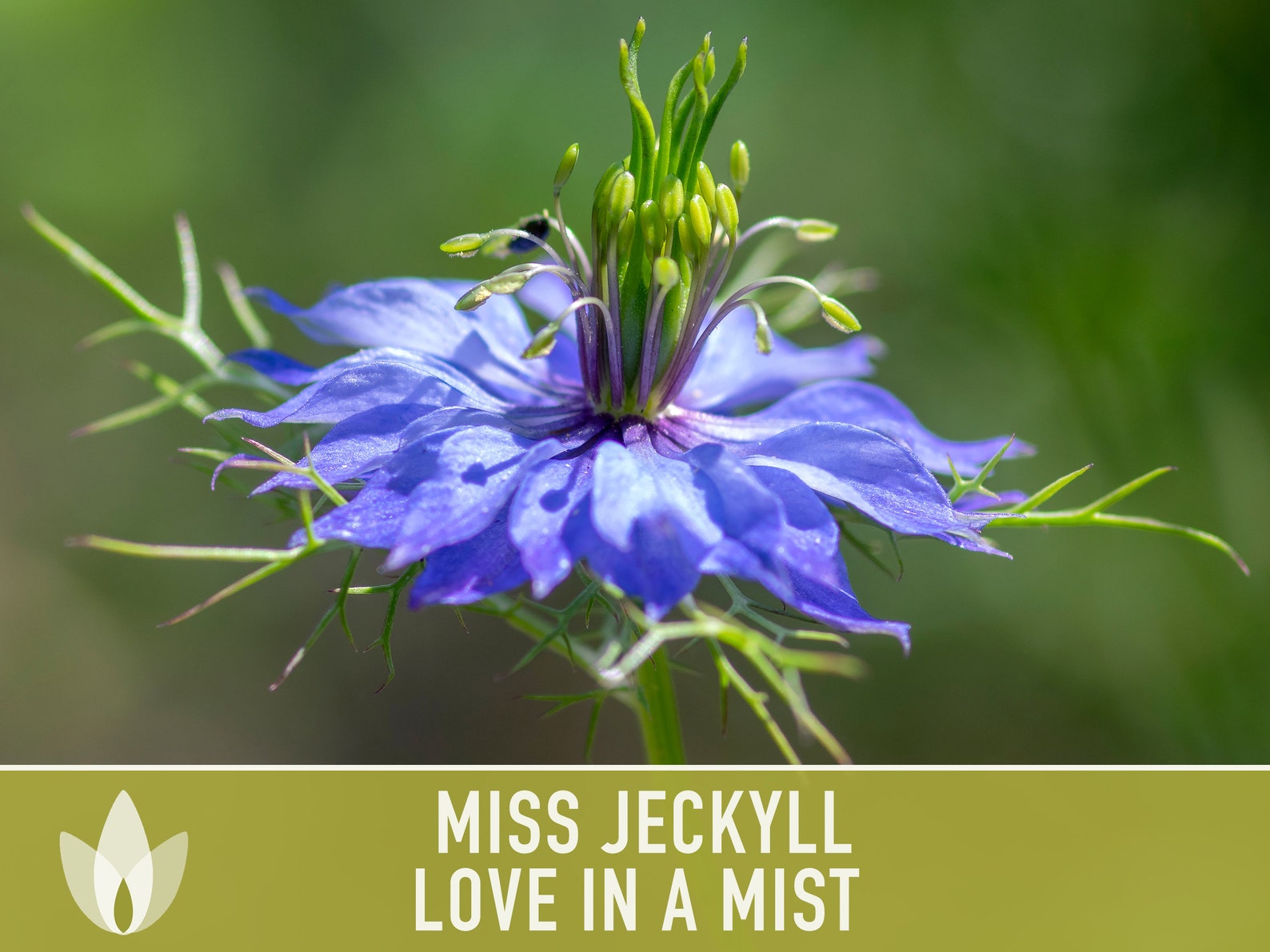 Miss Jekyll Love-in-a-mist Flower Seeds Heirloom Seeds - Etsy