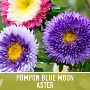 Aster, Pompon Blue Moon Flower Seeds - Heirloom Seeds, China Aster ...