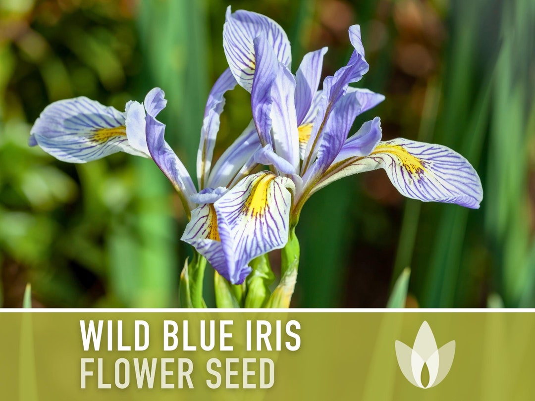 Wild Blue Iris Flower Seeds - Heirloom Seeds, Missouri Native, Rocky Mountain Iris, Western Blue ...