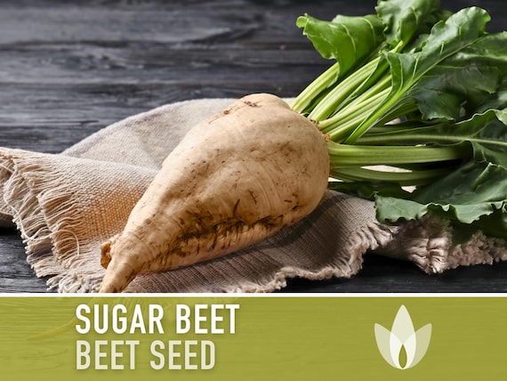 Sugar Beet Seeds