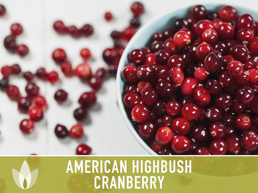 Cranberry Seeds American Highbush Heirloom Seeds Medicinal - Etsy