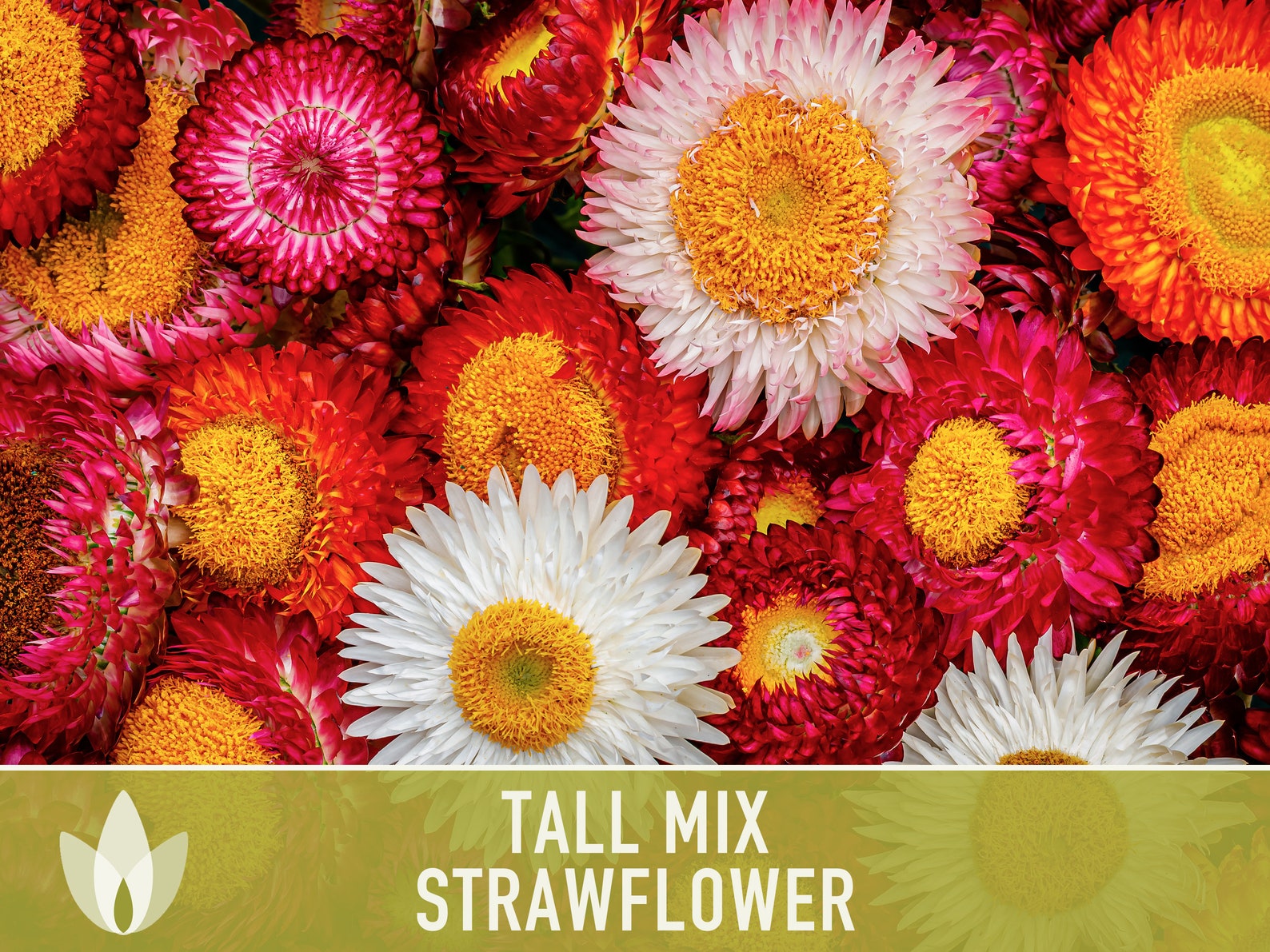 Strawflower, Tall Mix Heirloom Seeds Flower Seeds, Cut Flower, Dried ...