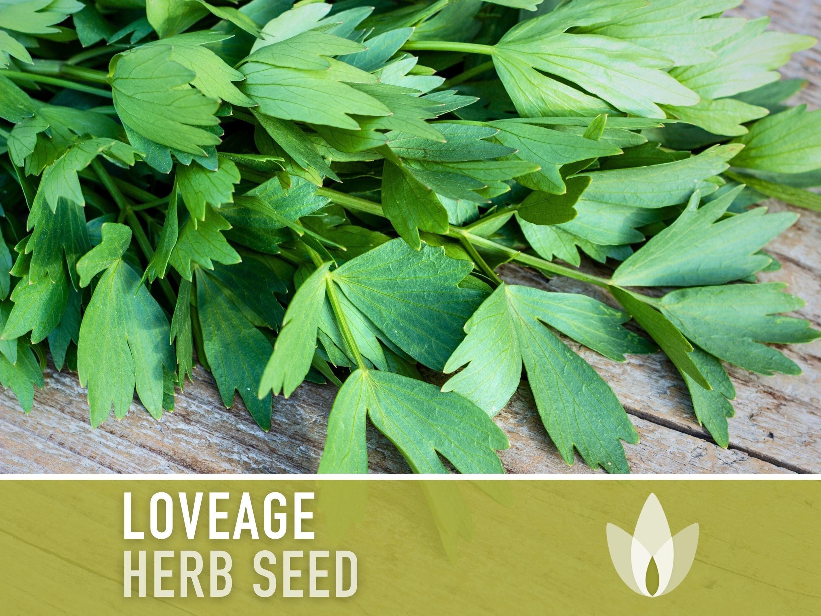 Lovage Herb