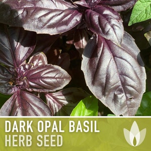 Dark Purple Opal Basil Heirloom Seeds - Culinary Herb, Non-gmo, Open Pollinated - Etsy