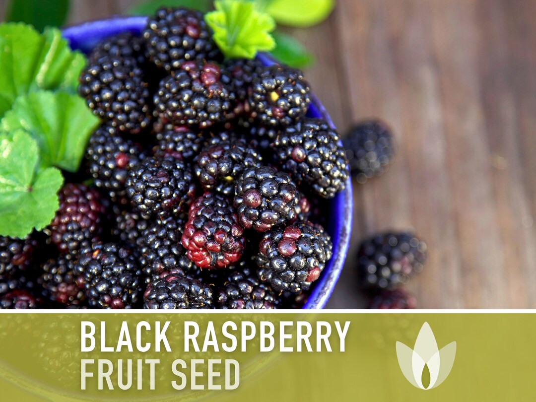 Black Raspberry Seeds - Heirloom Seeds, Medicinal Plant, Open ...