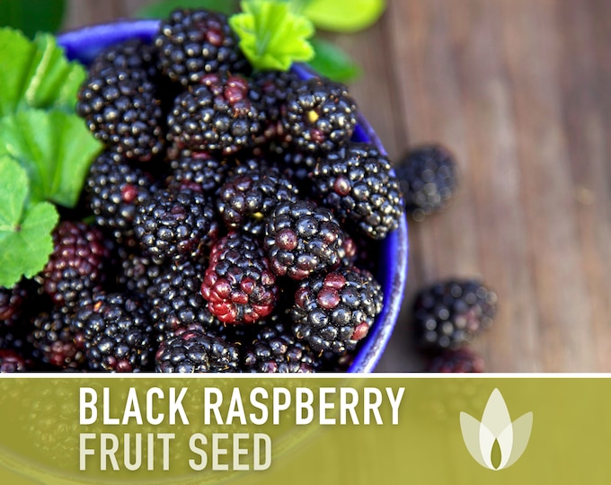 Blackberry Seeds Non-gmo, Open Pollinated, Heirloom for Hydroponics ...