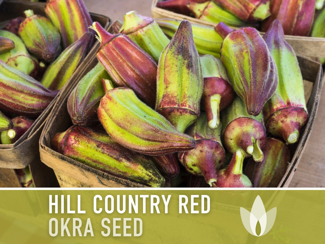 Hill Country Red Okra Seeds, Southern Texas Heirloom, 30 Non-gmo Seeds ...