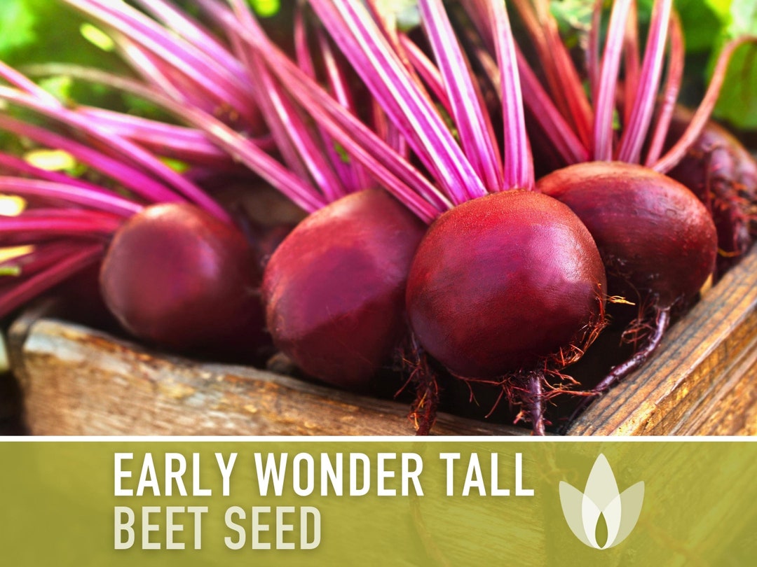 Early Wonder Tall Top Beet Heirloom Seeds - Etsy