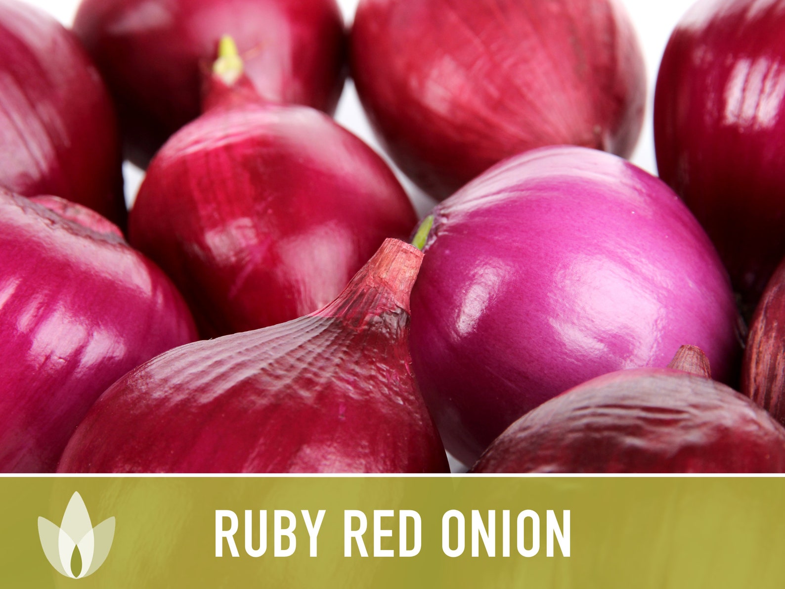 Ruby Red Onion Heirloom Seeds - Etsy