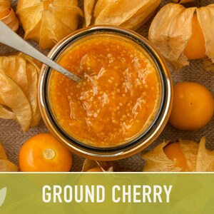Tomatillo, Ground Cherry Husk Tomato Seeds - Cape Gooseberry, Heirloom ...