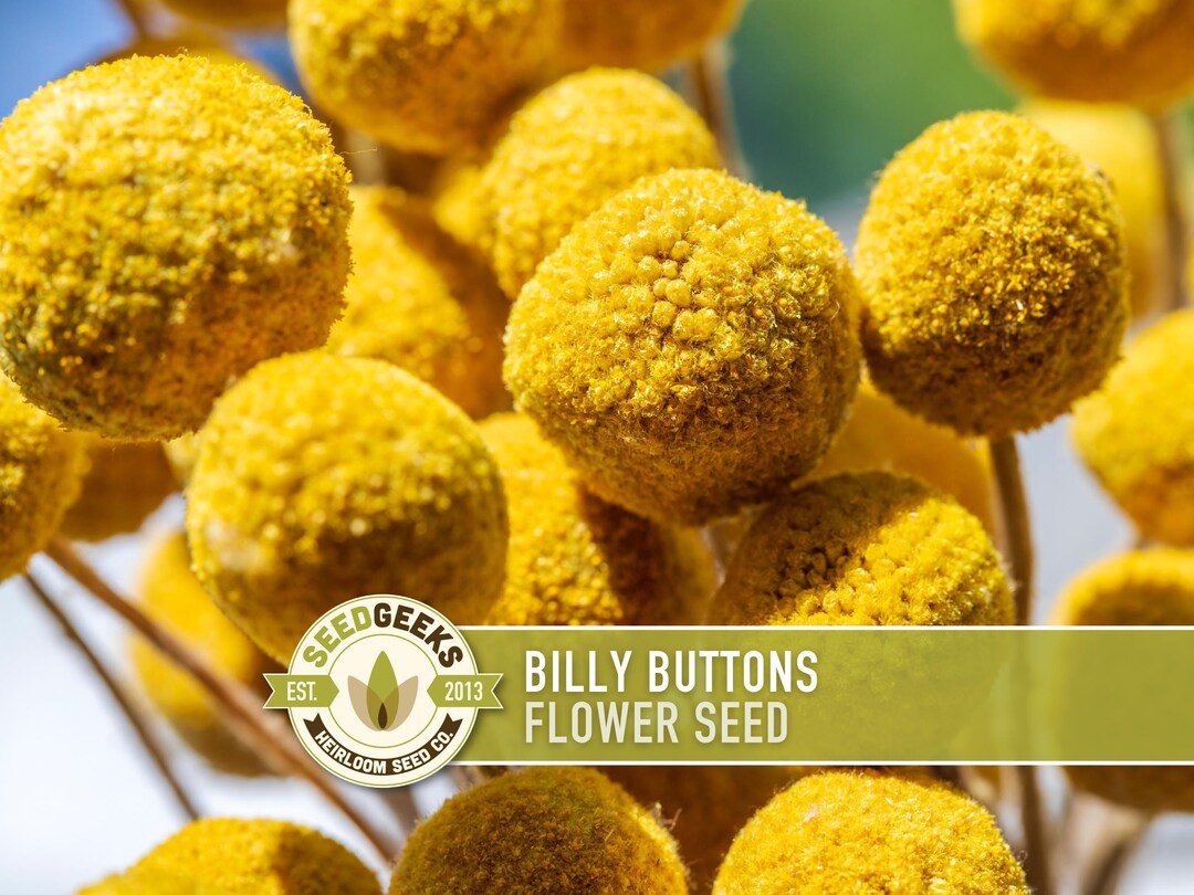 Billy Buttons Flower Seeds | 50+ Seeds, Heirloom Wildflower, Yellow ...