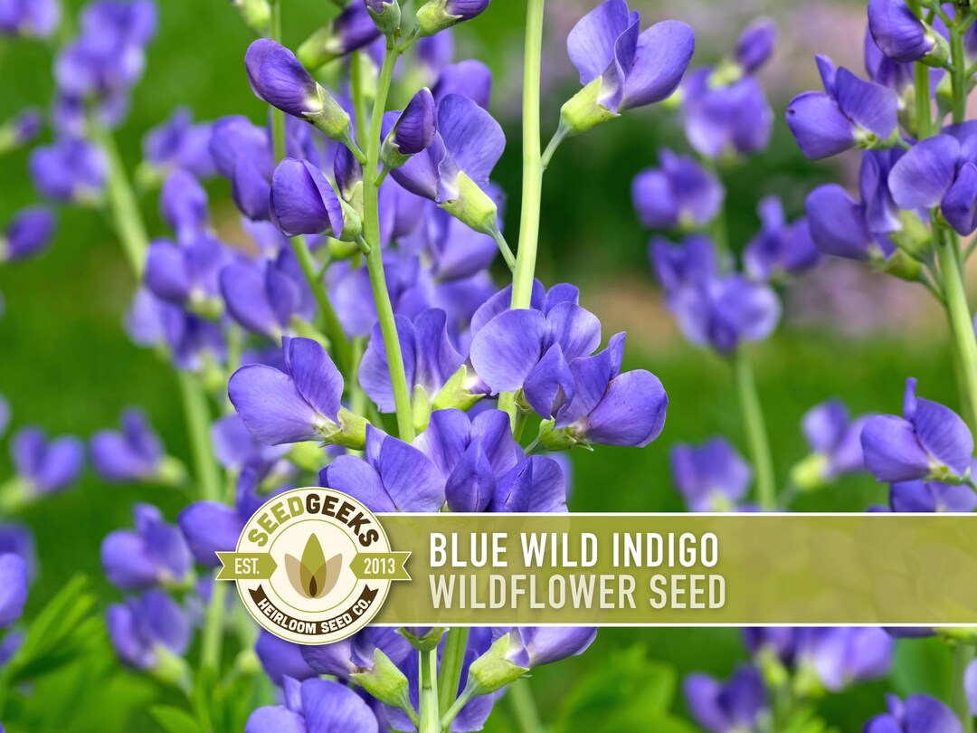 Blue Wild Indigo Flower Seeds, Native Heirloom - Etsy