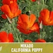 Mikado California Poppy Heirloom Seeds Flower Seeds Cool - Etsy